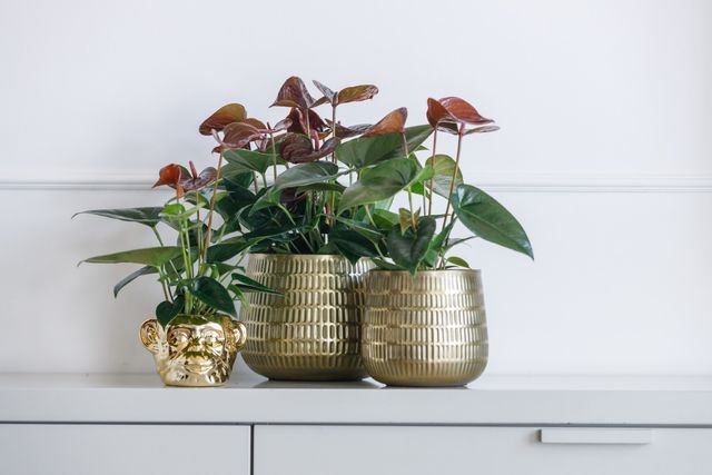 Essencia® - Anthurium pot plants | Anthura