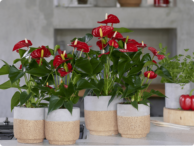 Anthurium cut plants | Anthura