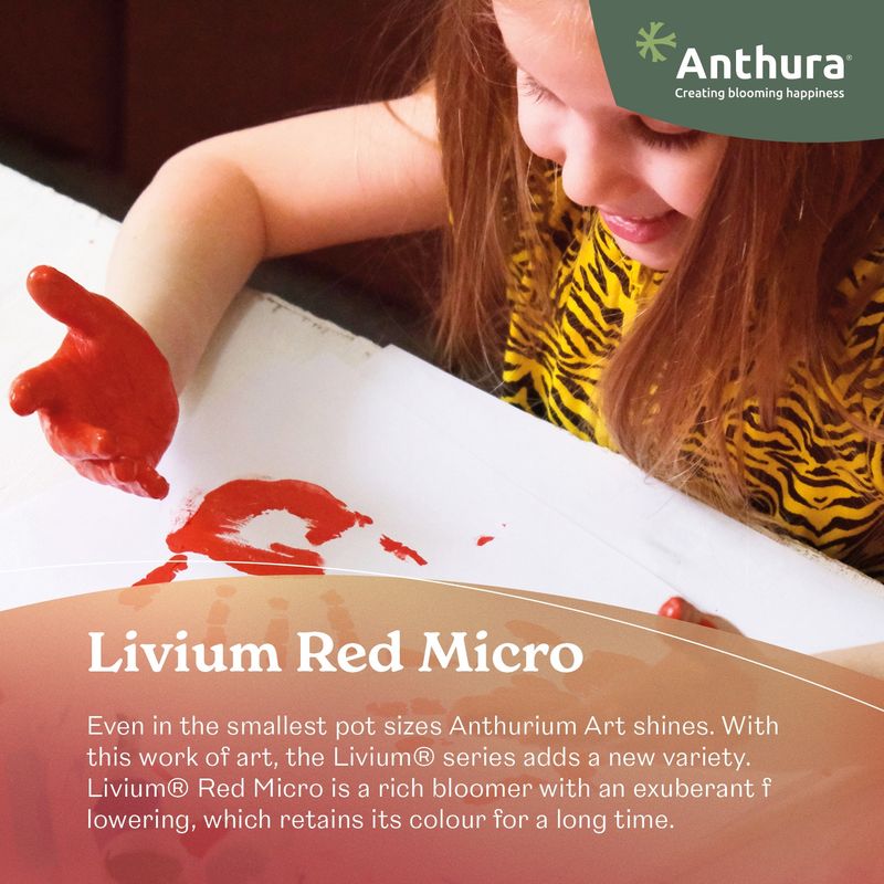 Livium® Red Micro - Anthurium pot plants | Anthura