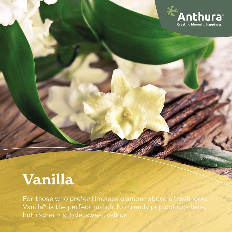 Vanilla - Anthurium pot plants | Anthura