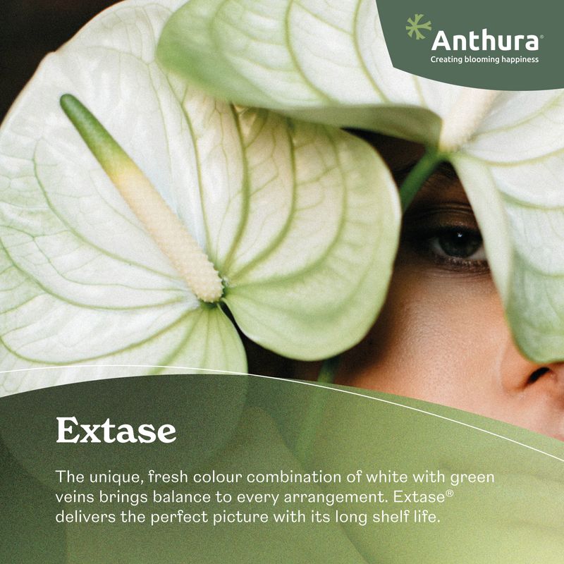 Extase® - Anthurium cut flowers | Anthura