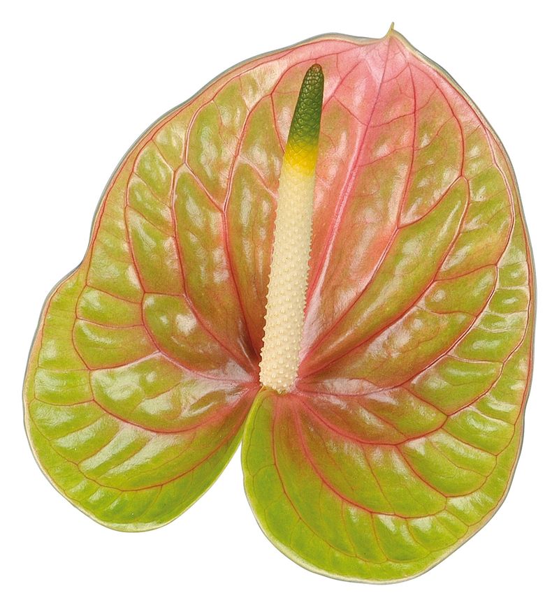 Lucardi® - Anthurium cut flowers | Anthura