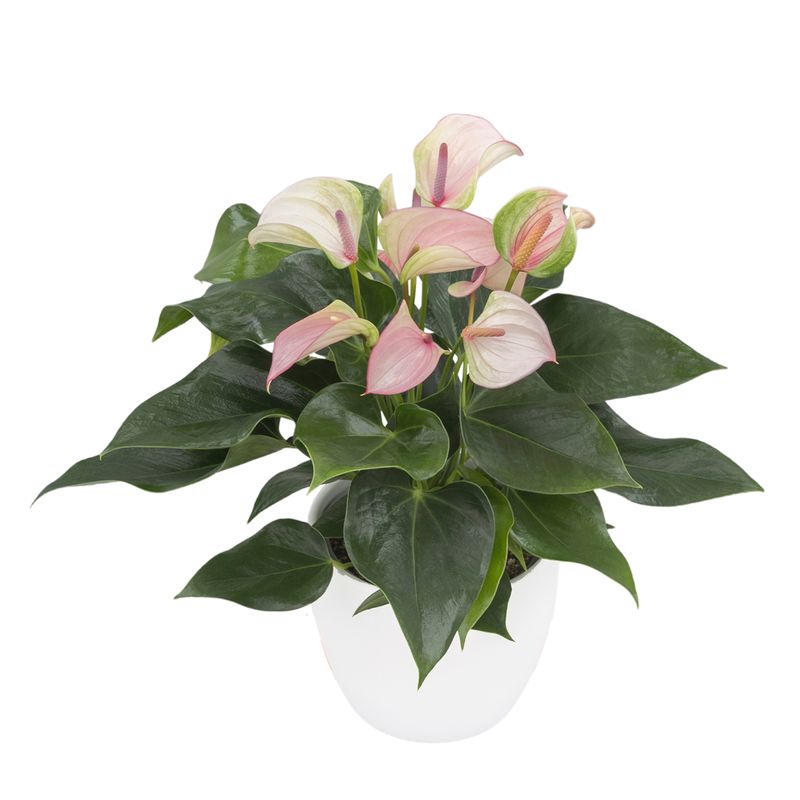 Joli® Pulse - Anthurium potplanten | Anthura