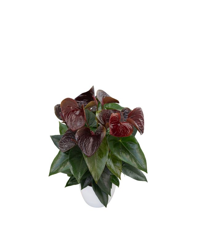 Essencia® - Anthurium pot plants | Anthura