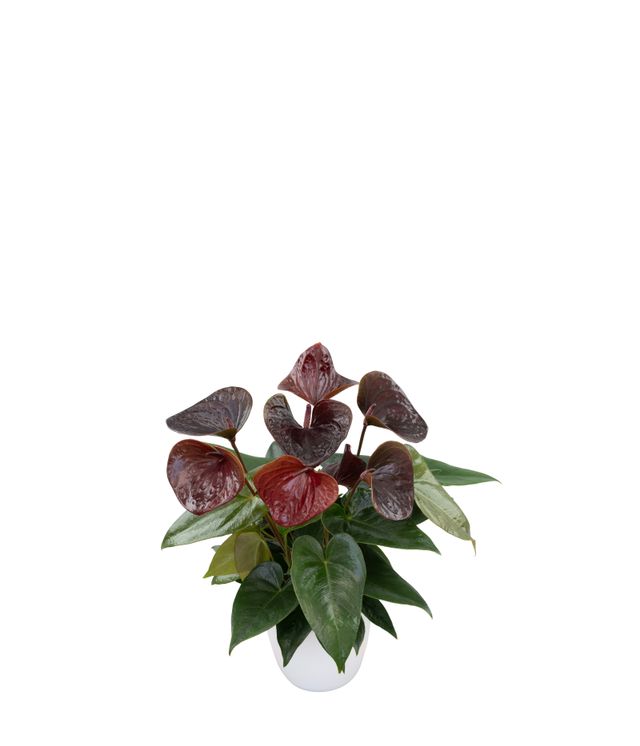 Essencia® - Anthurium pot plants | Anthura