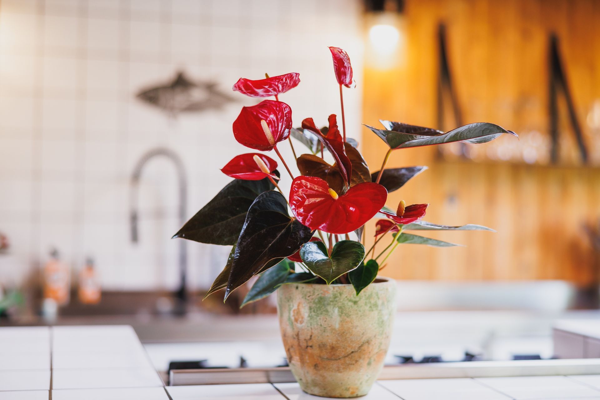 Delicata® - Anthurium pot plants | Anthura